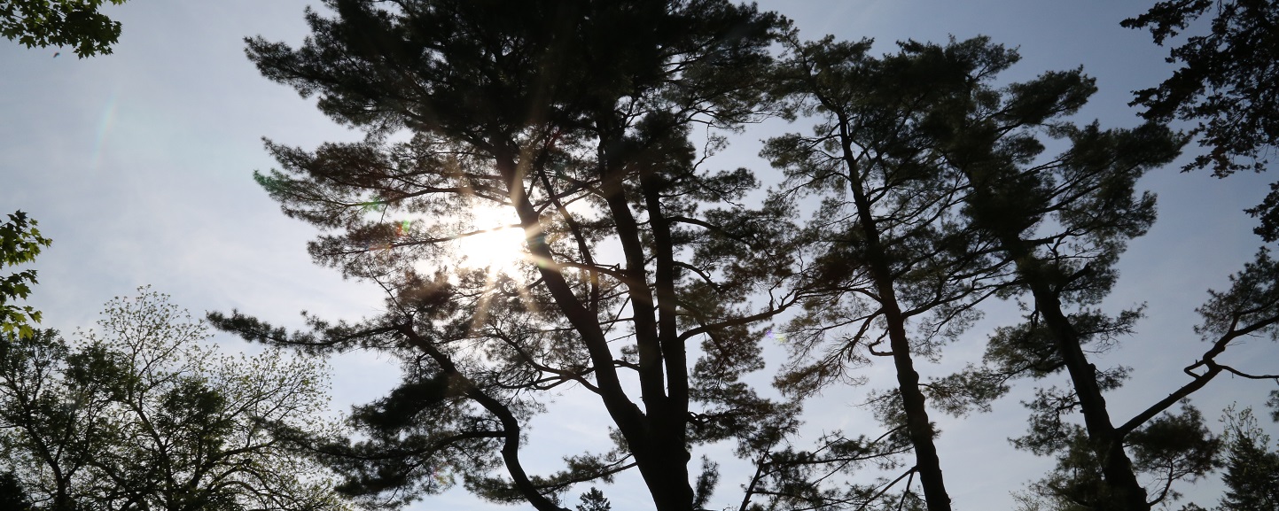 Tree Identification - Toronto and Region Conservation Authority (TRCA)