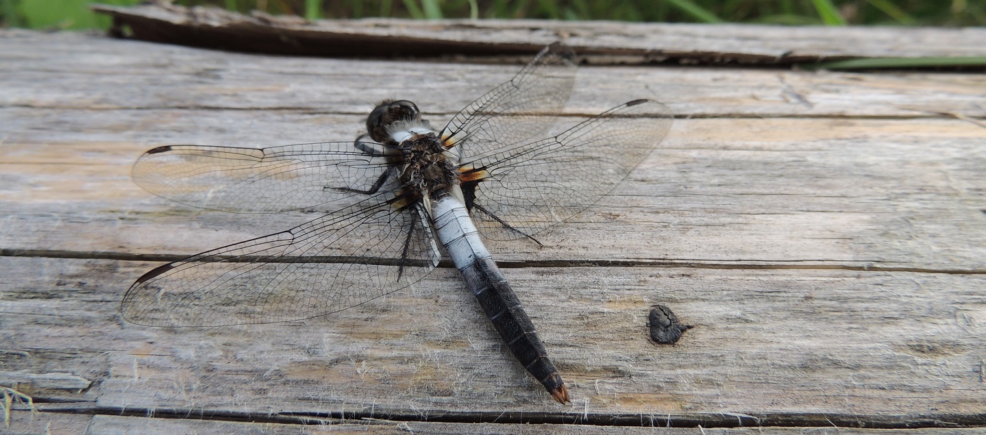 Insect Study - Toronto and Region Conservation Authority (TRCA)