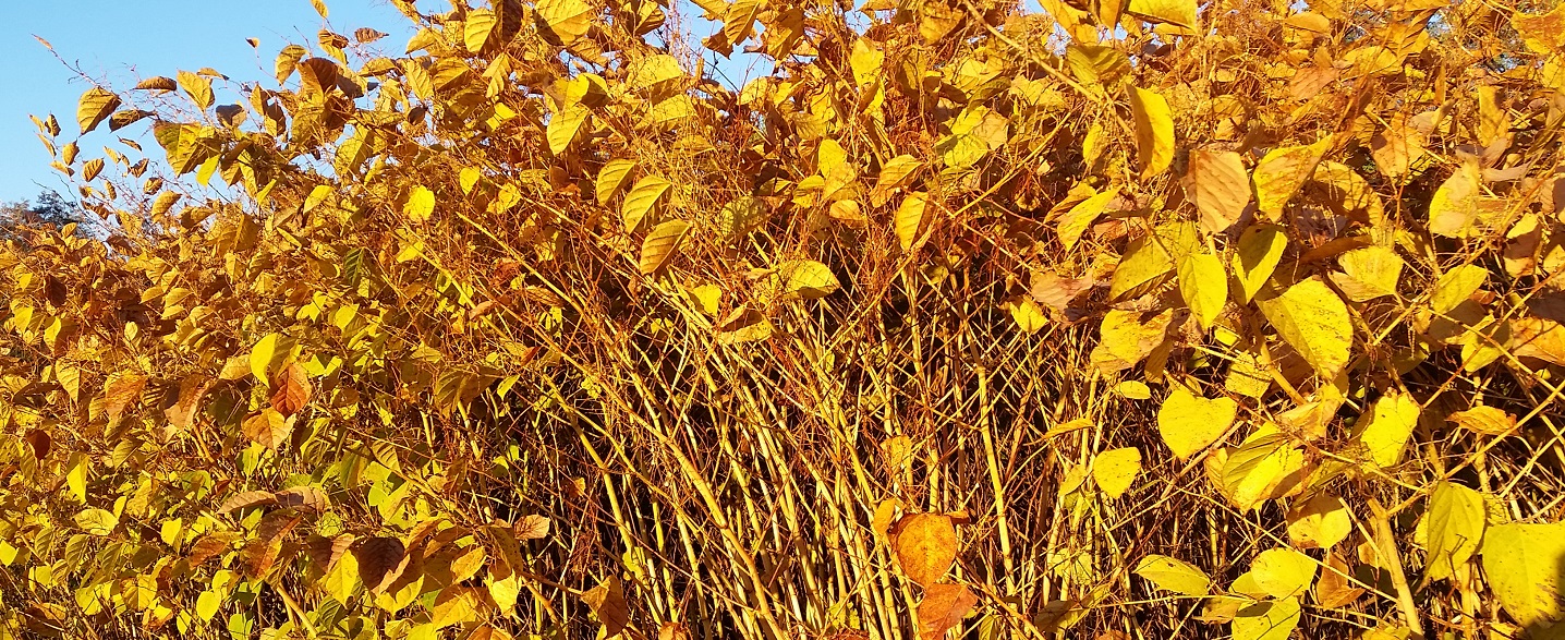 Investigating Invasive Species - Toronto and Region Conservation ...