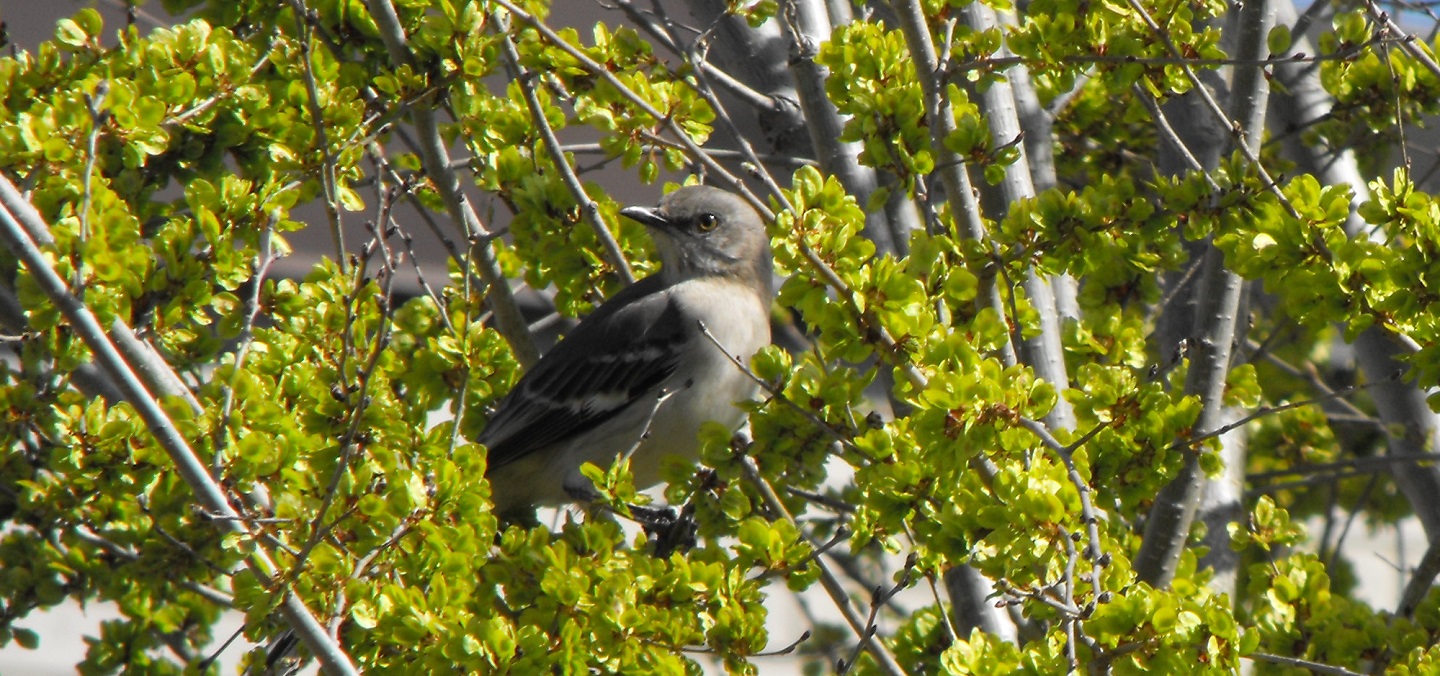 Bird Study - Toronto and Region Conservation Authority (TRCA)
