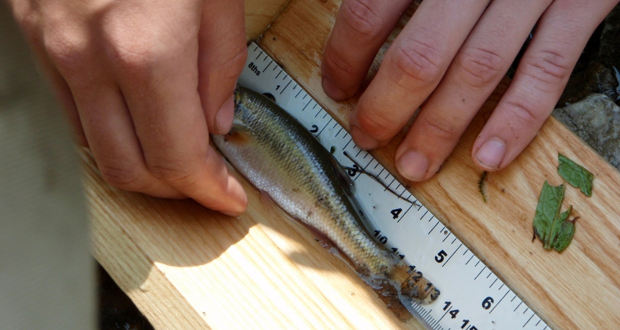 Species ID: Fish (SHSM) - Toronto and Region Conservation Authority (TRCA)