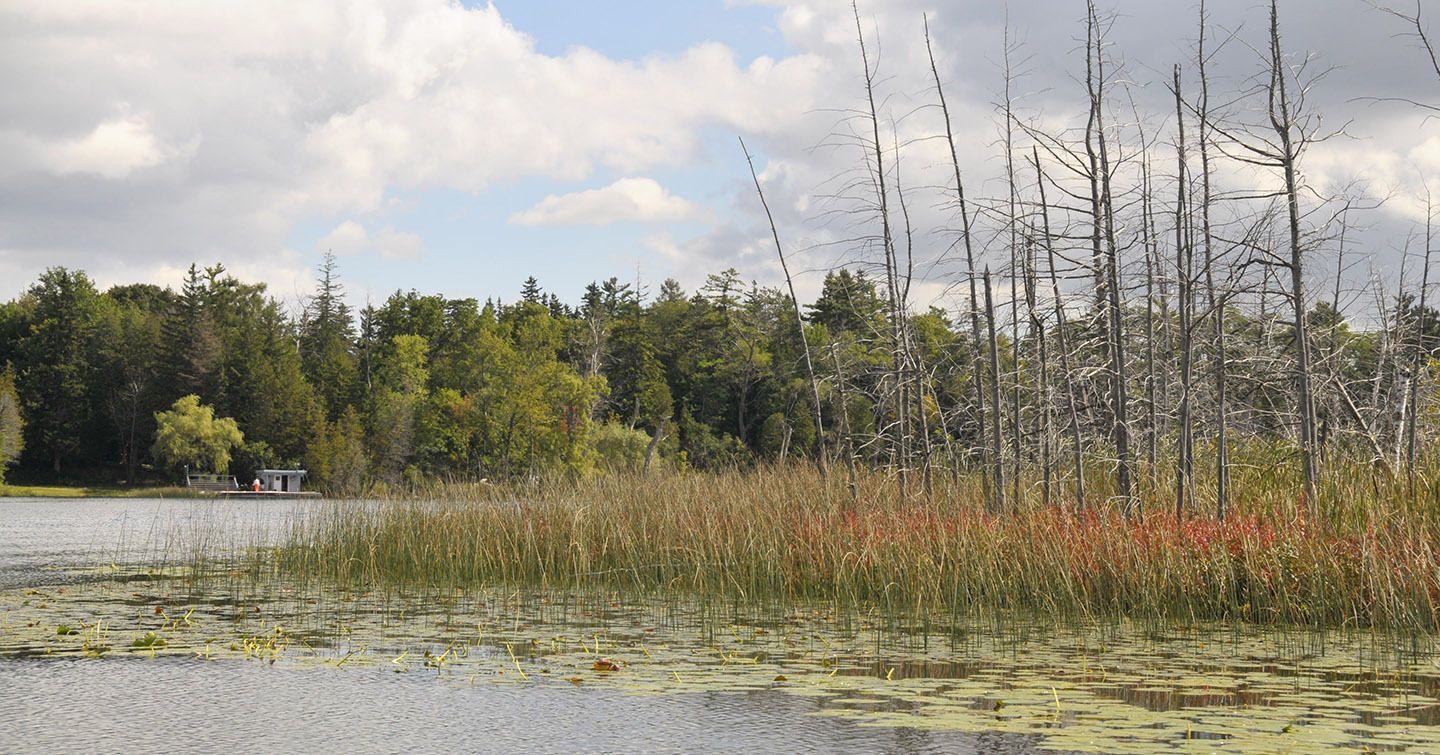 Species ID: Shoreline Vegetation (SHSM) - Toronto and Region ...
