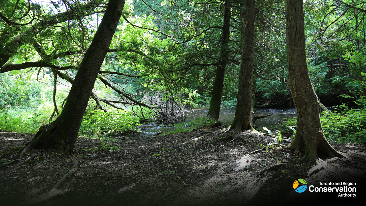 Digital Backgrounds - Toronto and Region Conservation Authority (TRCA)