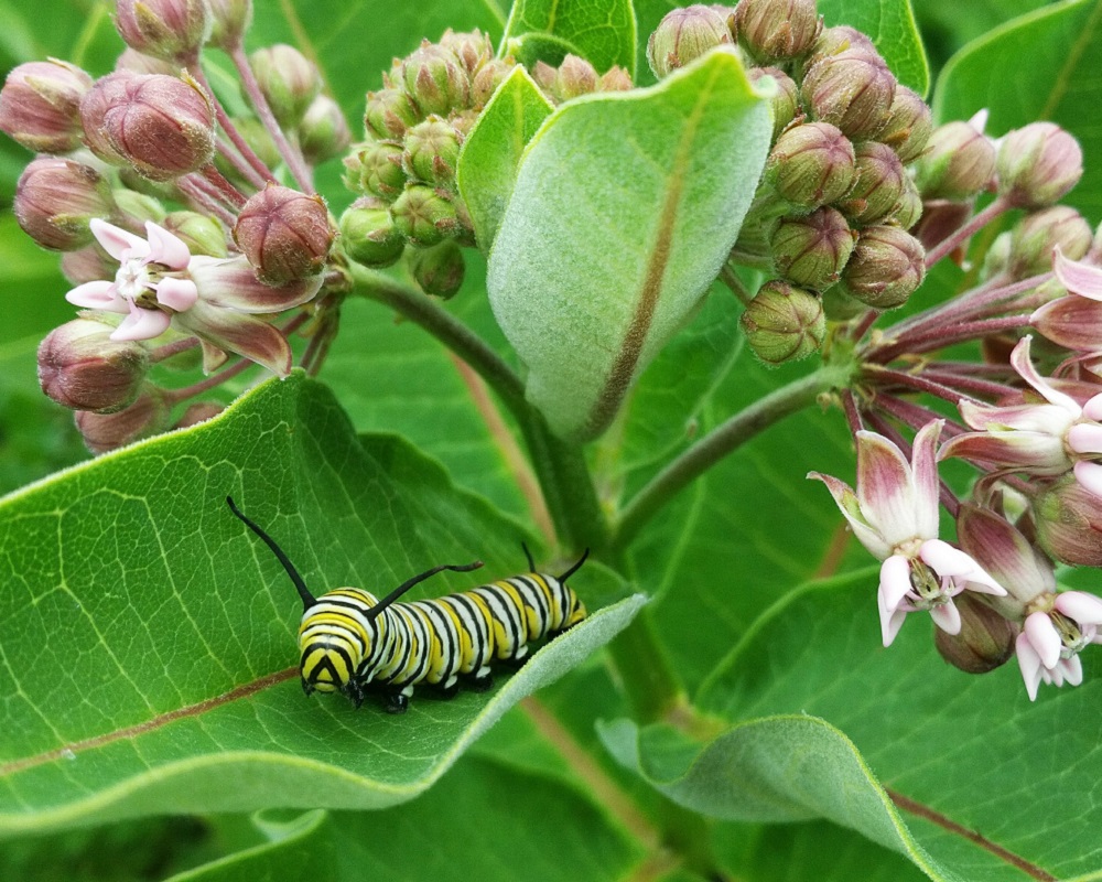 Milkweeds and Monarchs - Toronto and Region Conservation Authority (TRCA)