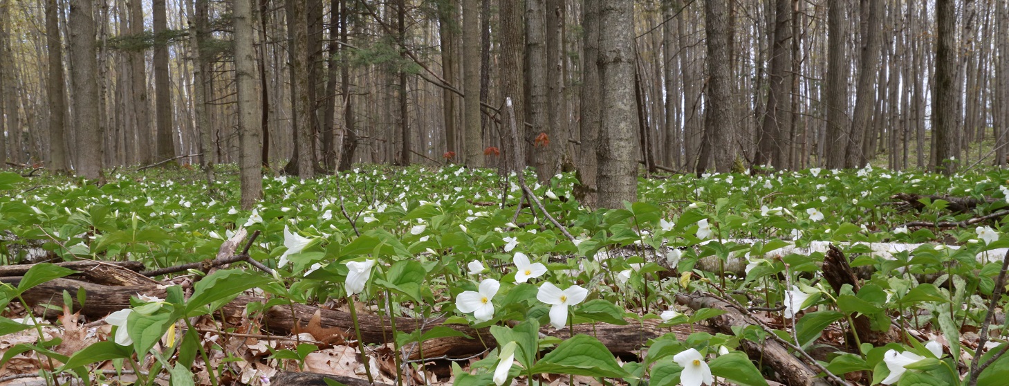 Natural Heritage System - Toronto and Region Conservation Authority (TRCA)