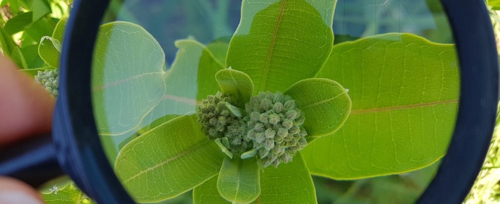 Meadow Detectives - Toronto and Region Conservation Authority (TRCA)