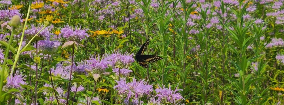Meadow Habitats For a Biodiverse Toronto - Toronto and Region ...